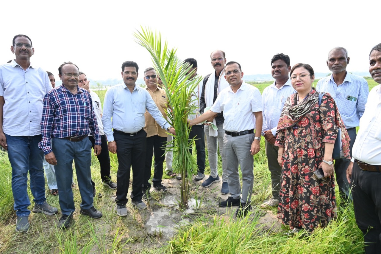 ऑयल पाम खेती: किसानों के लिए स्थायी आय और आत्मनिर्भरता की राह - CG ...